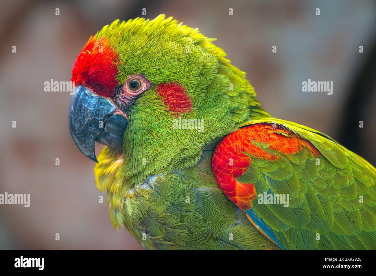 Portrait of a Red-fronted Macaw (Ara rubrogenys Stock Photo - Alamy