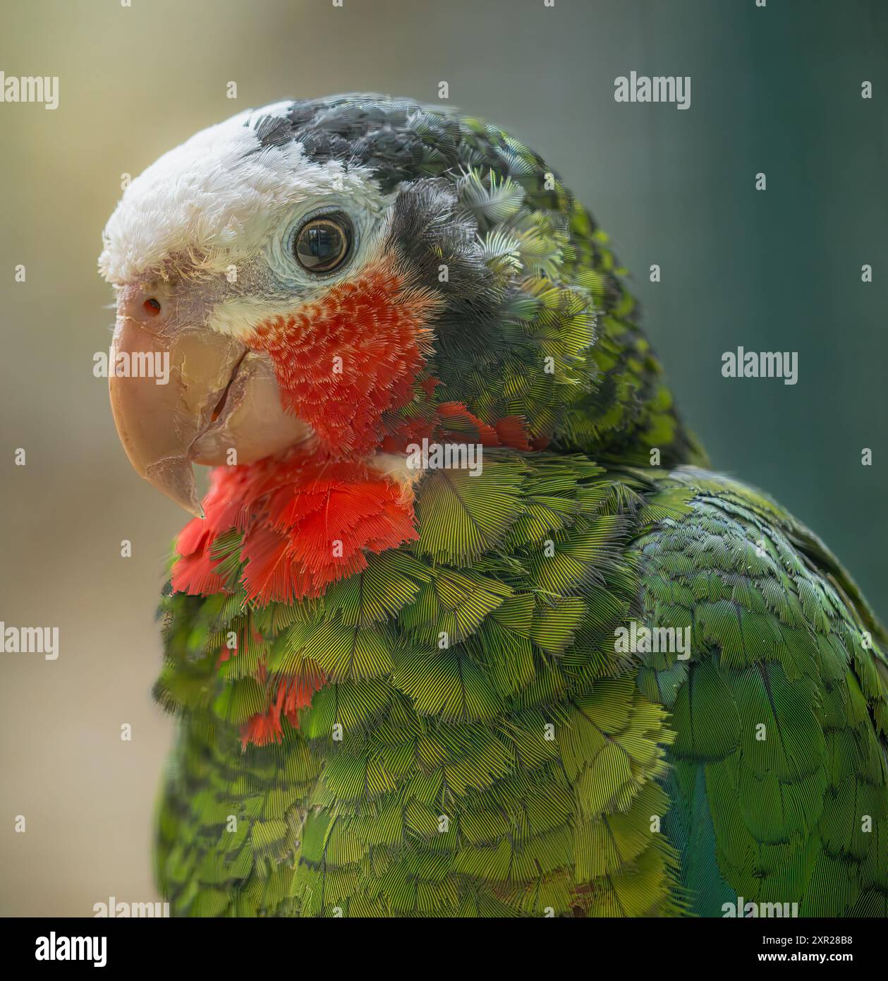 Portrait of a Cuban Amazon (Amazona leucocephala Stock Photo - Alamy
