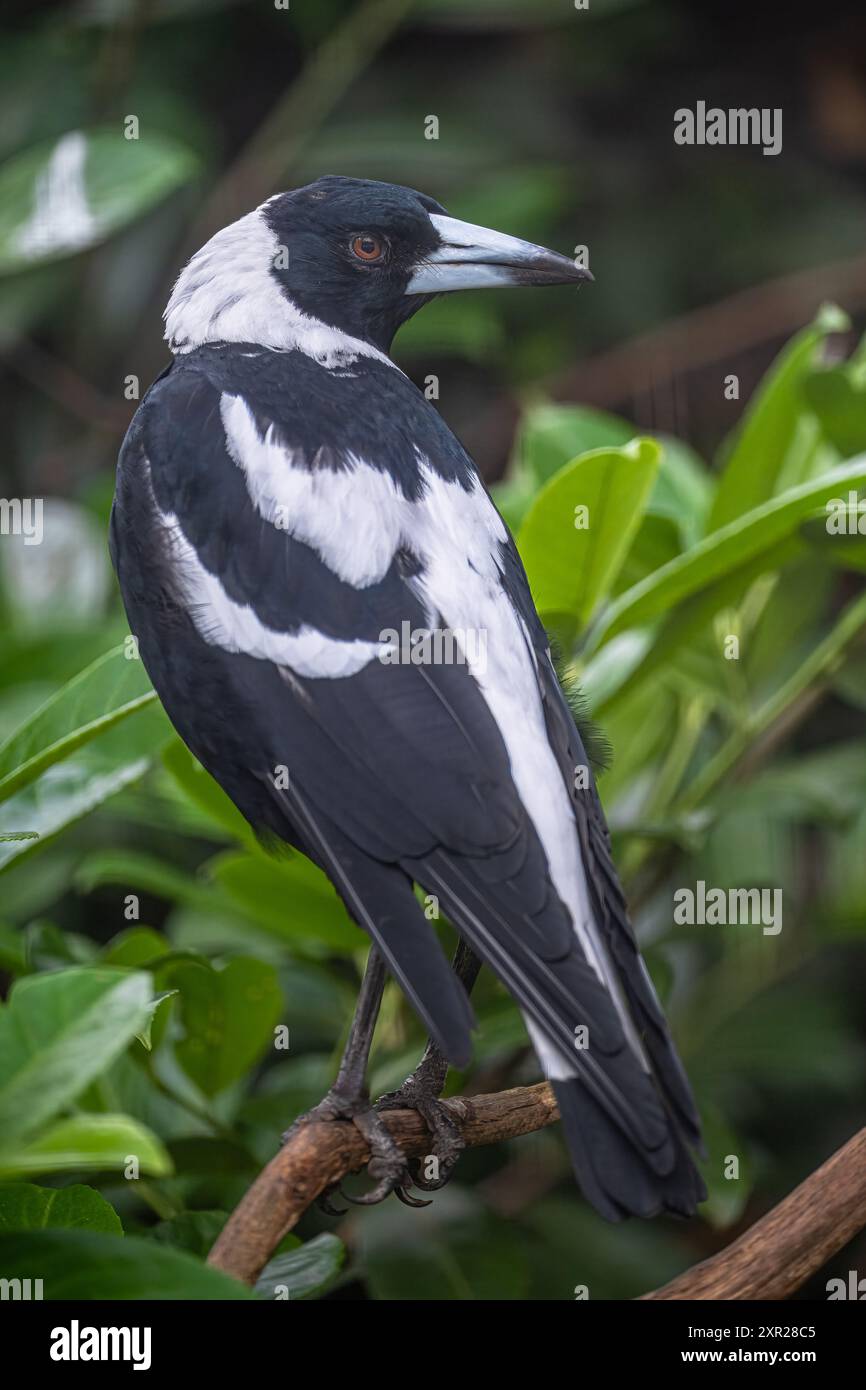 Portrait of an Australian Magpie (Gymnorhina tibicen Stock Photo - Alamy
