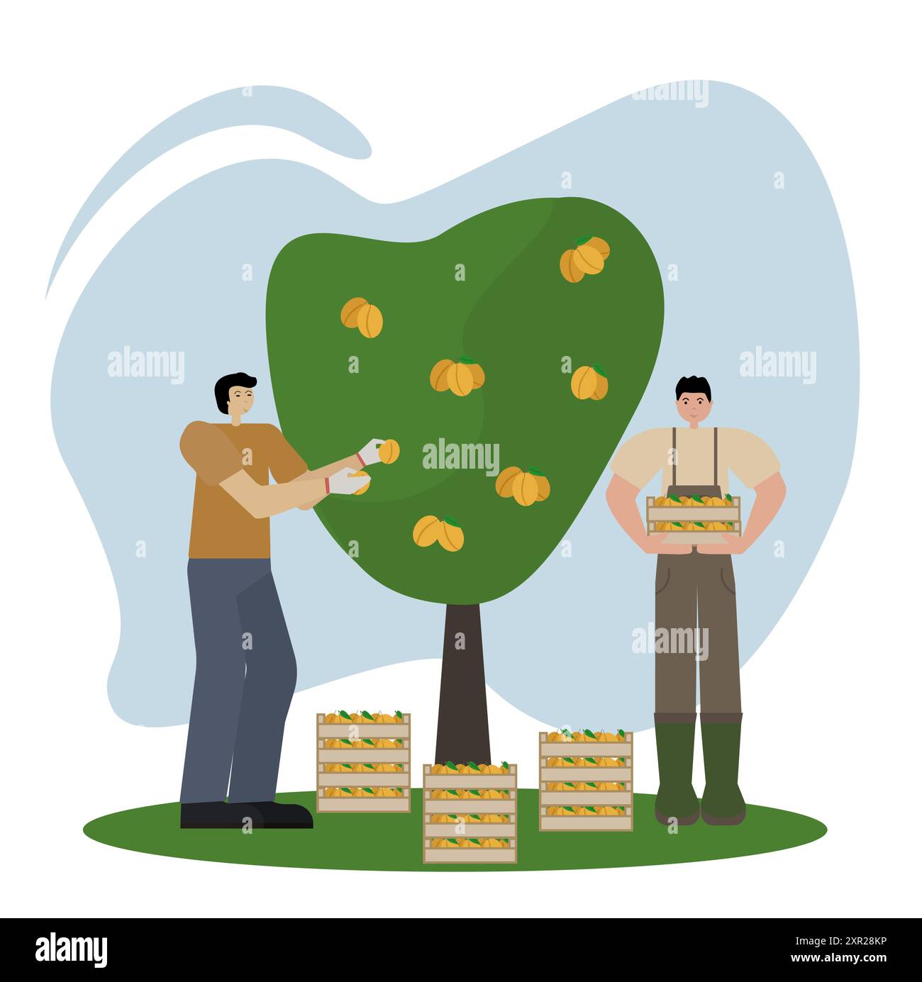 Men of different nationalities harvest peaches in wooden boxes. Flat ...