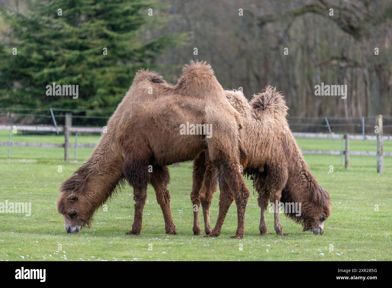 Bactrian camels (camelus bactrianus) grazing in a wildlife park Stock ...