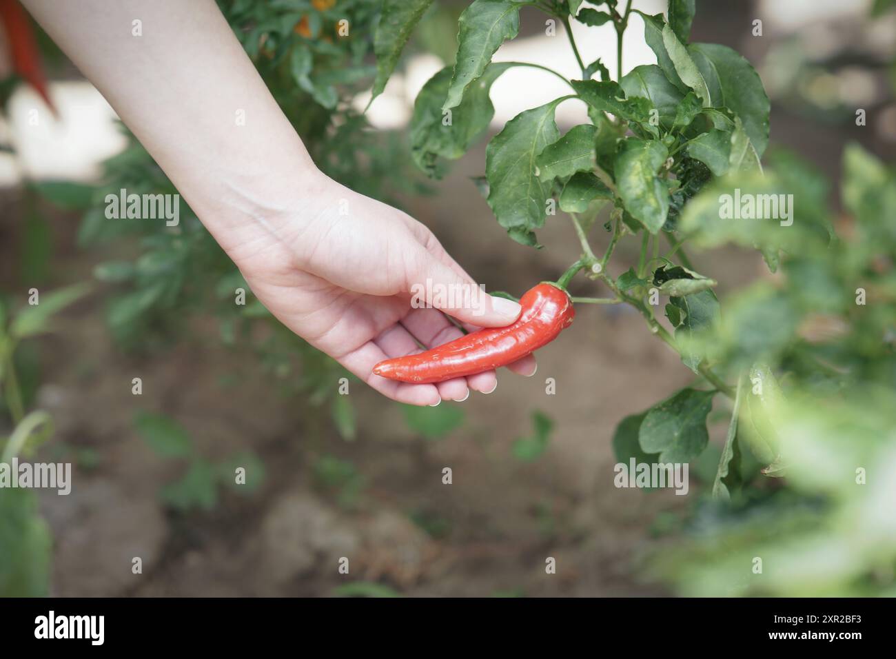 Female hand holding organic red pepper growing on bush in the garden ...