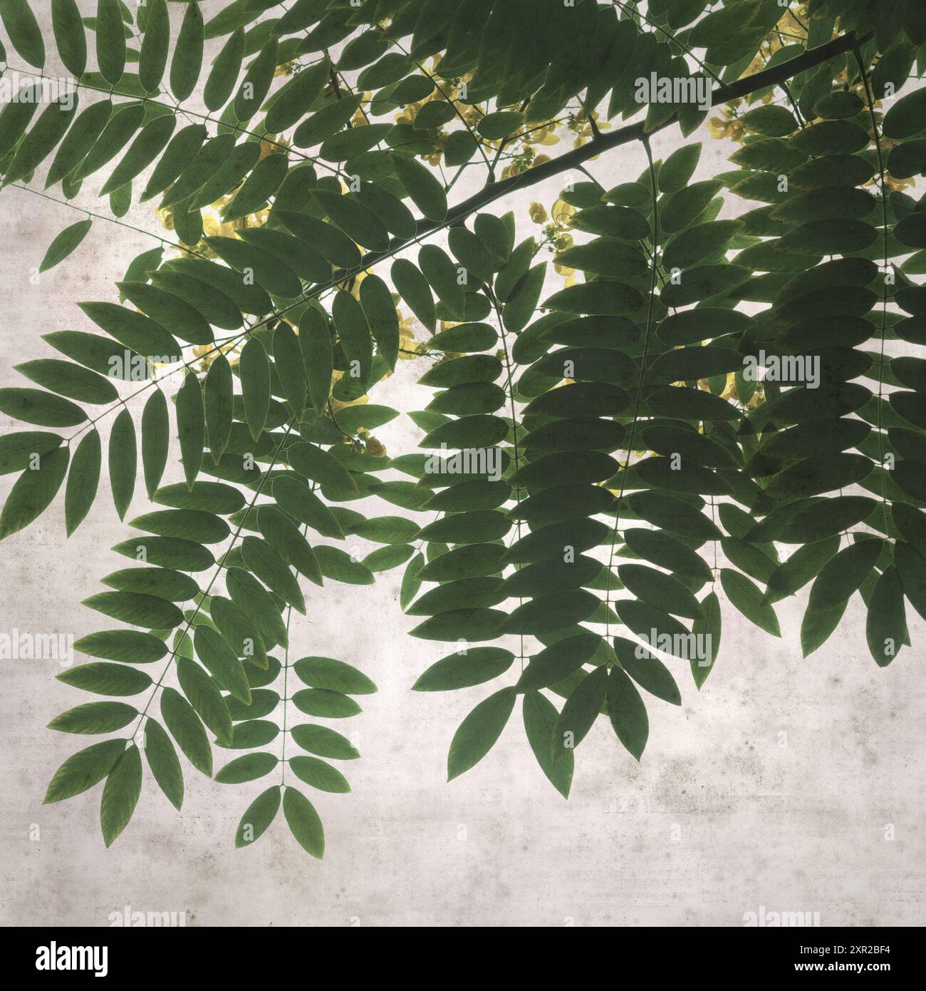 textured stylish old paper background, square, with leaves of Senna ...