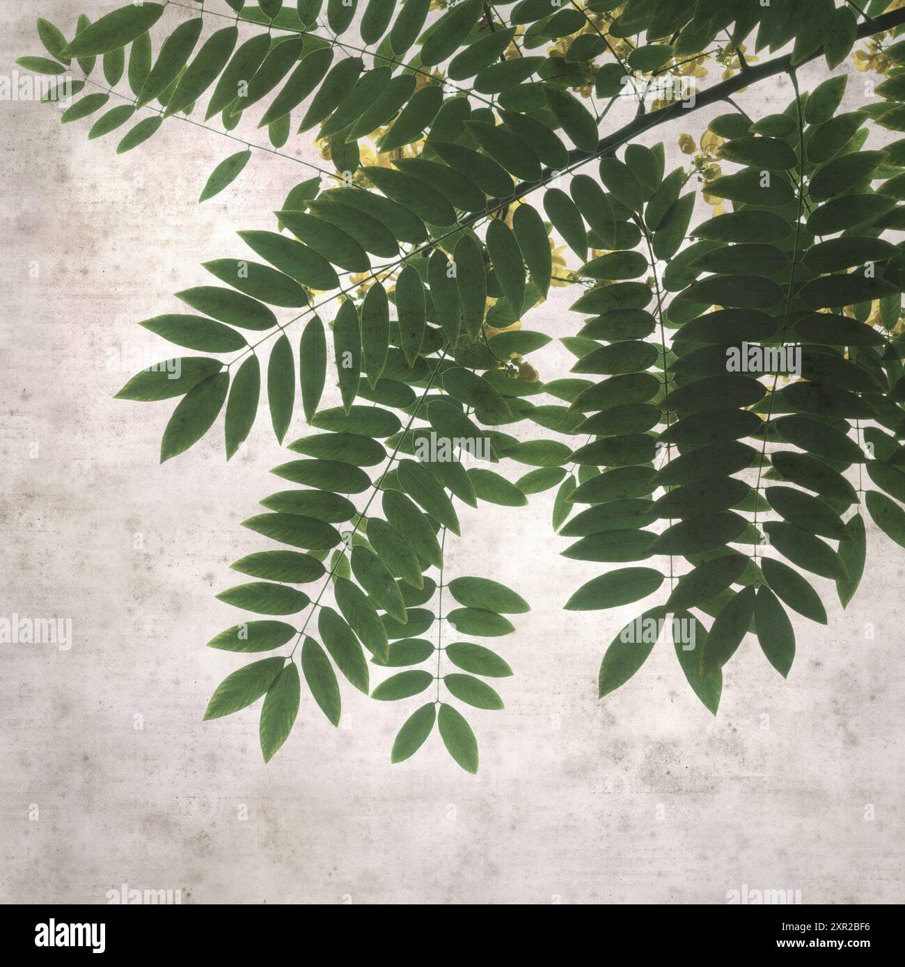 textured stylish old paper background, square, with leaves of Senna ...