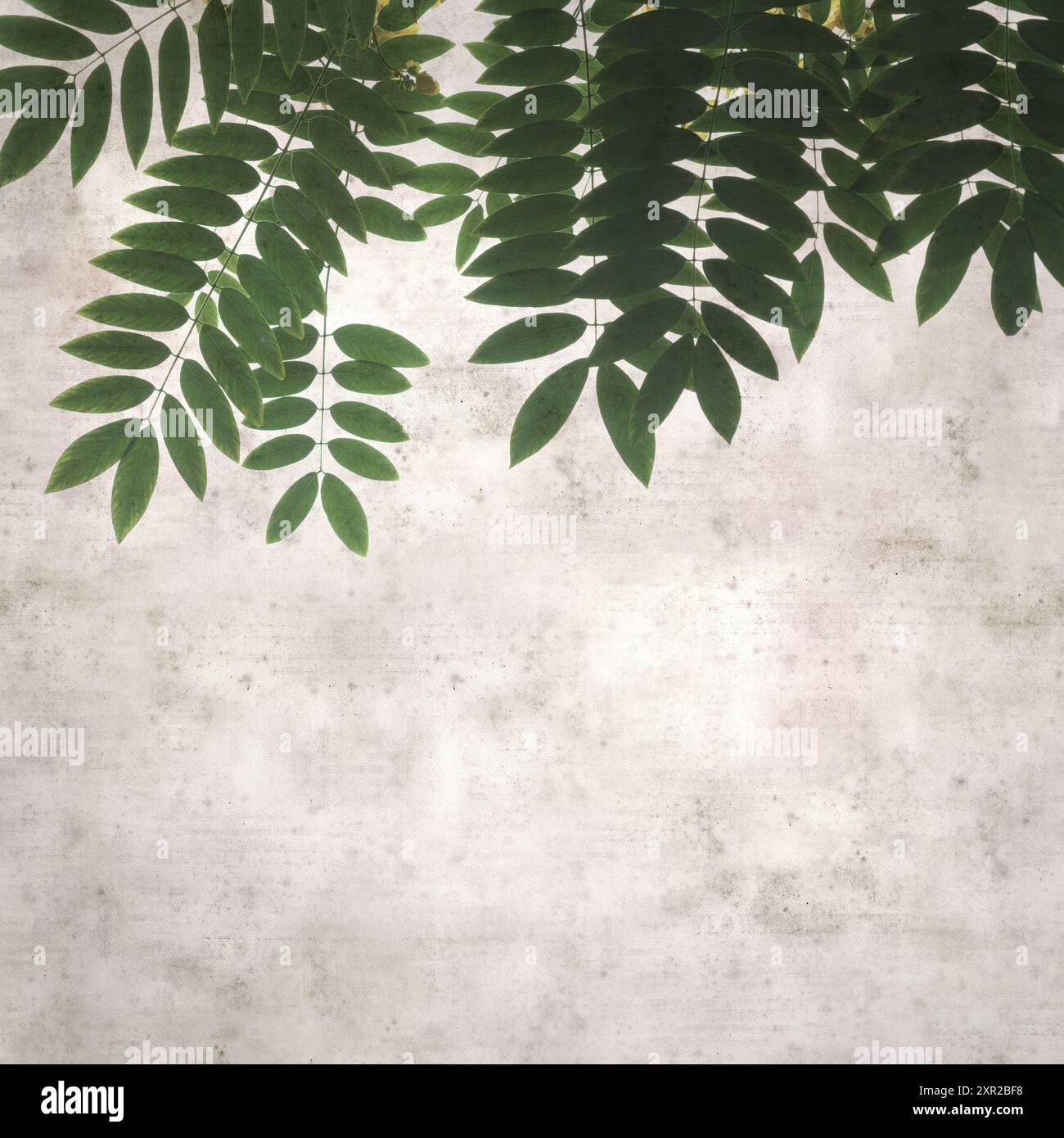 textured stylish old paper background, square, with leaves of Senna ...