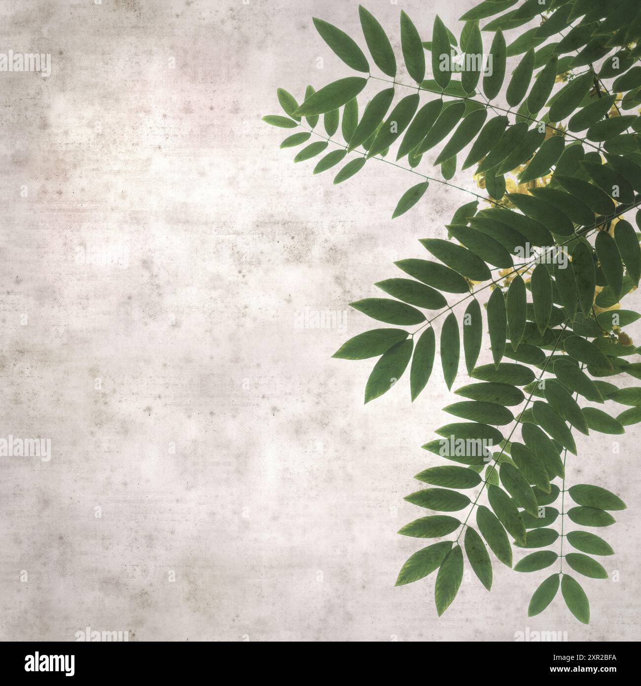 textured stylish old paper background, square, with leaves of Senna ...