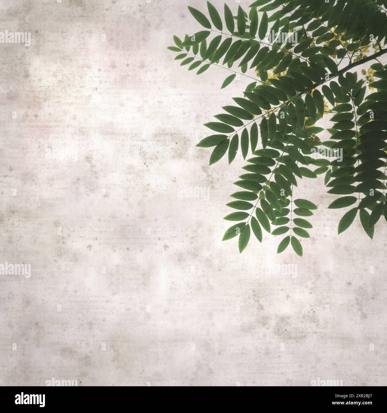 textured stylish old paper background, square, with leaves of Senna ...