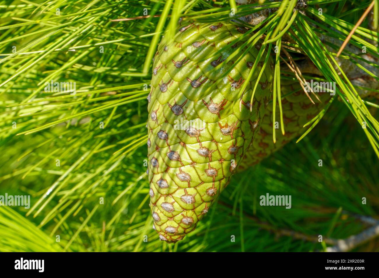 Green pine cone fruit on the tree Stock Photo - Alamy