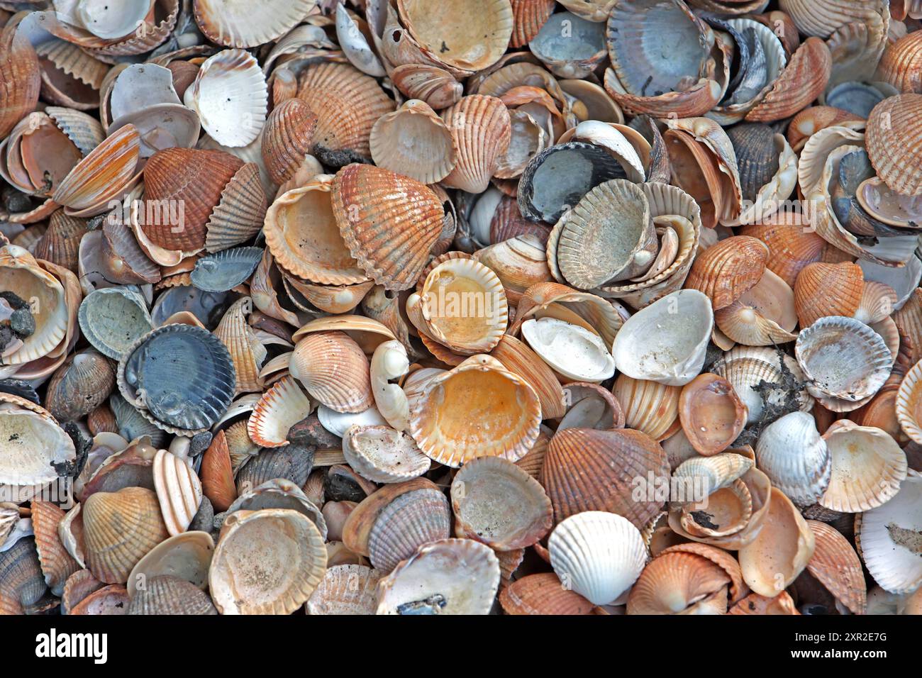 Artenreichtum der Muscheln Eine Ansammlung verschiedener ...