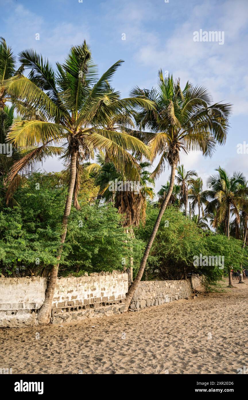 Palm trees on Tarrafal beach, Santiago island, Cape Verde Stock Photo ...