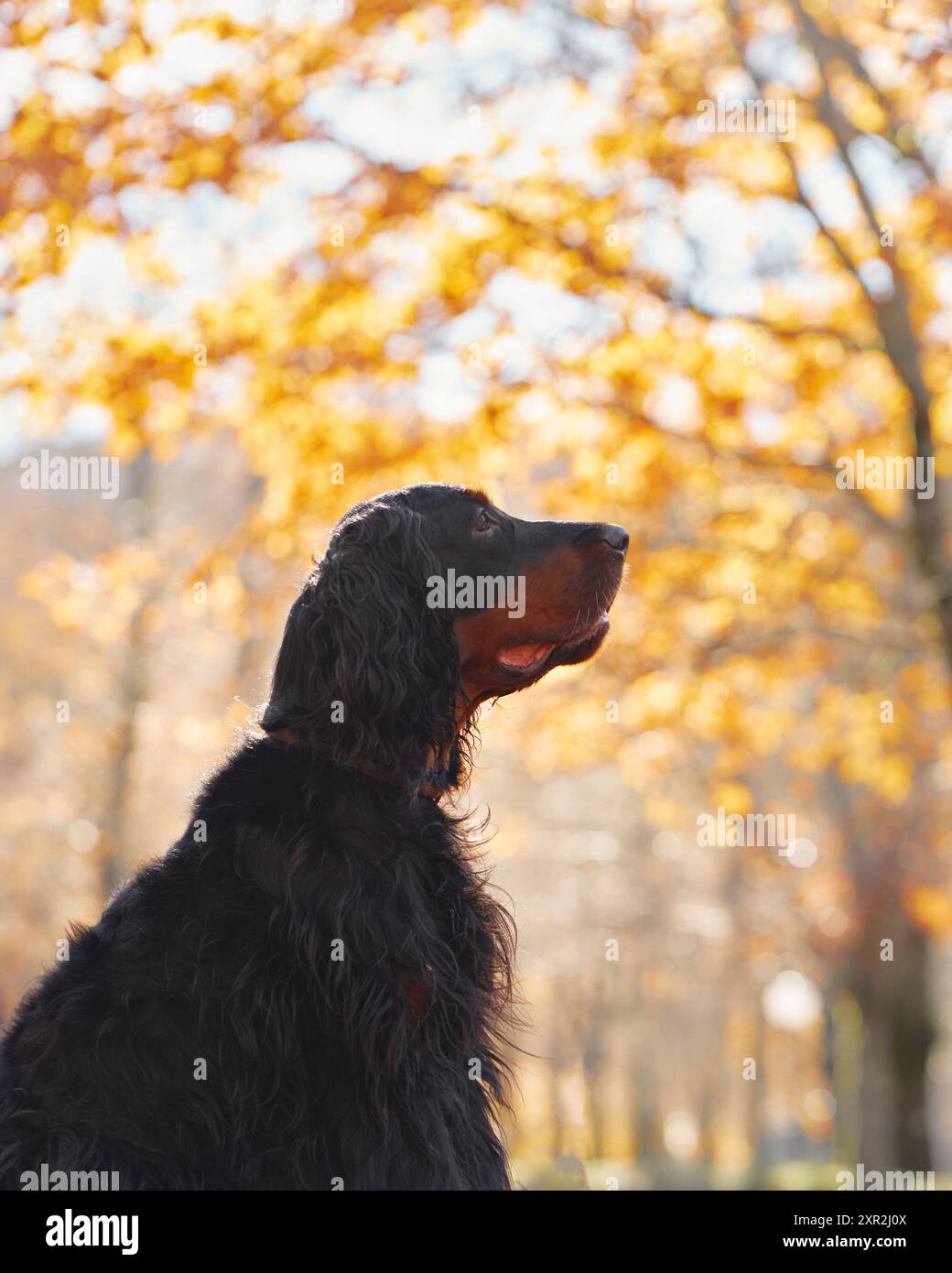 Profile of a Gordon Setter in an autumn forest with trees and leaves ...