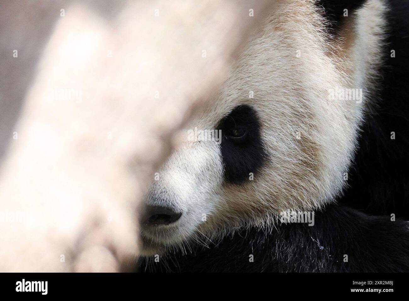 Xin Bao the female Panda peeks out from behind a tree in its new ...