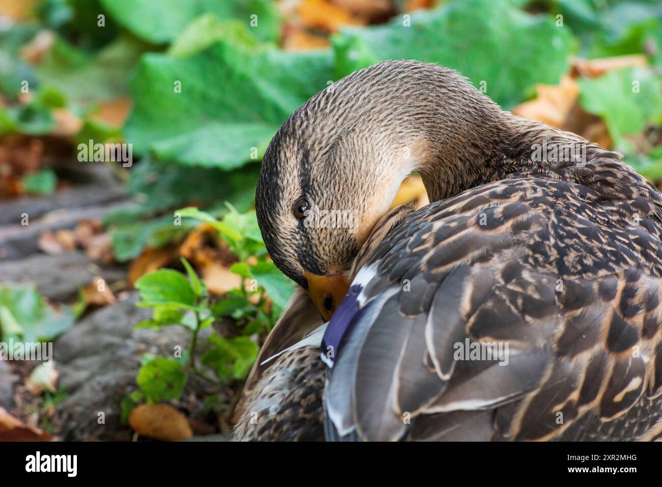 Ente an Land 2 Stock Photo - Alamy