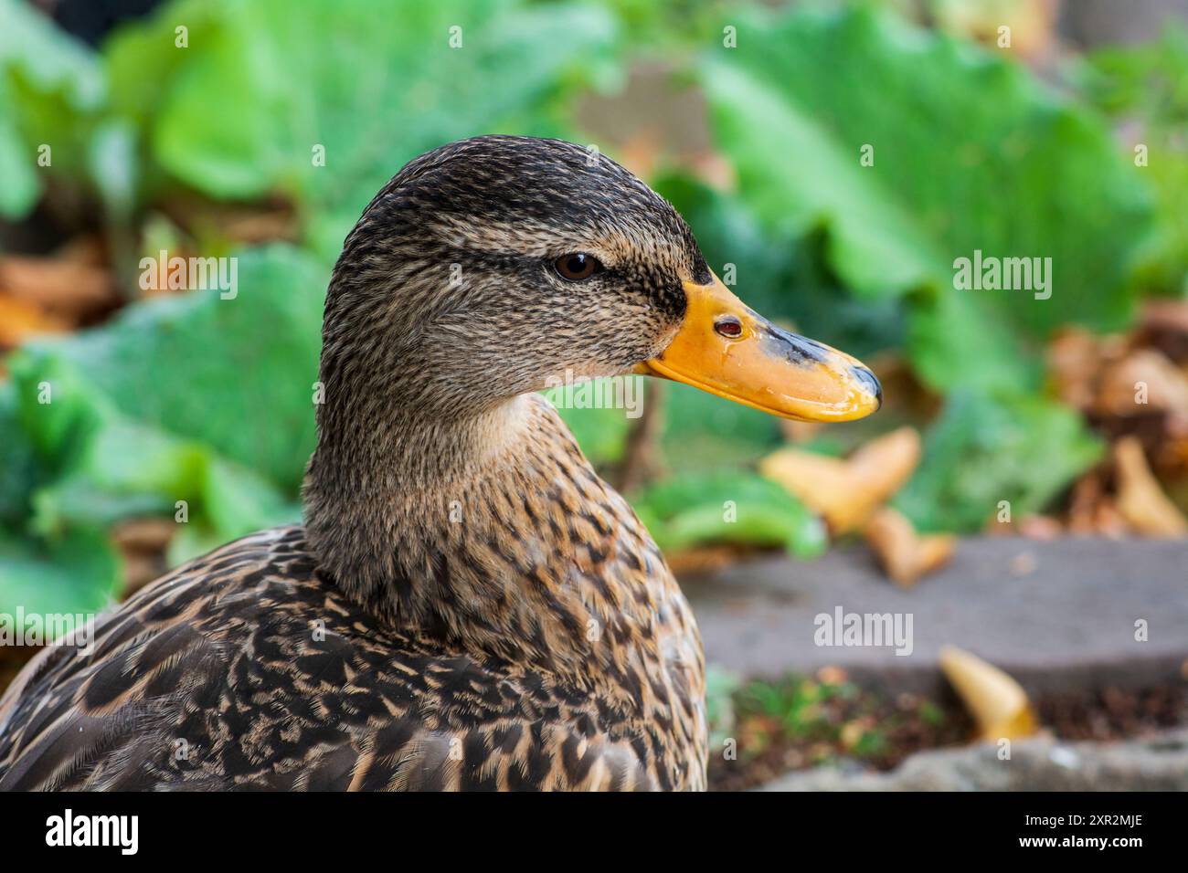 Vogel an land hi-res stock photography and images - Alamy