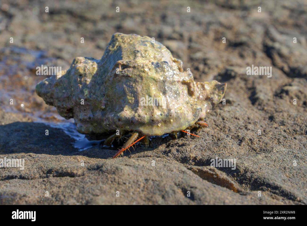 A small hermit crab on a tropical beach Stock Photo - Alamy
