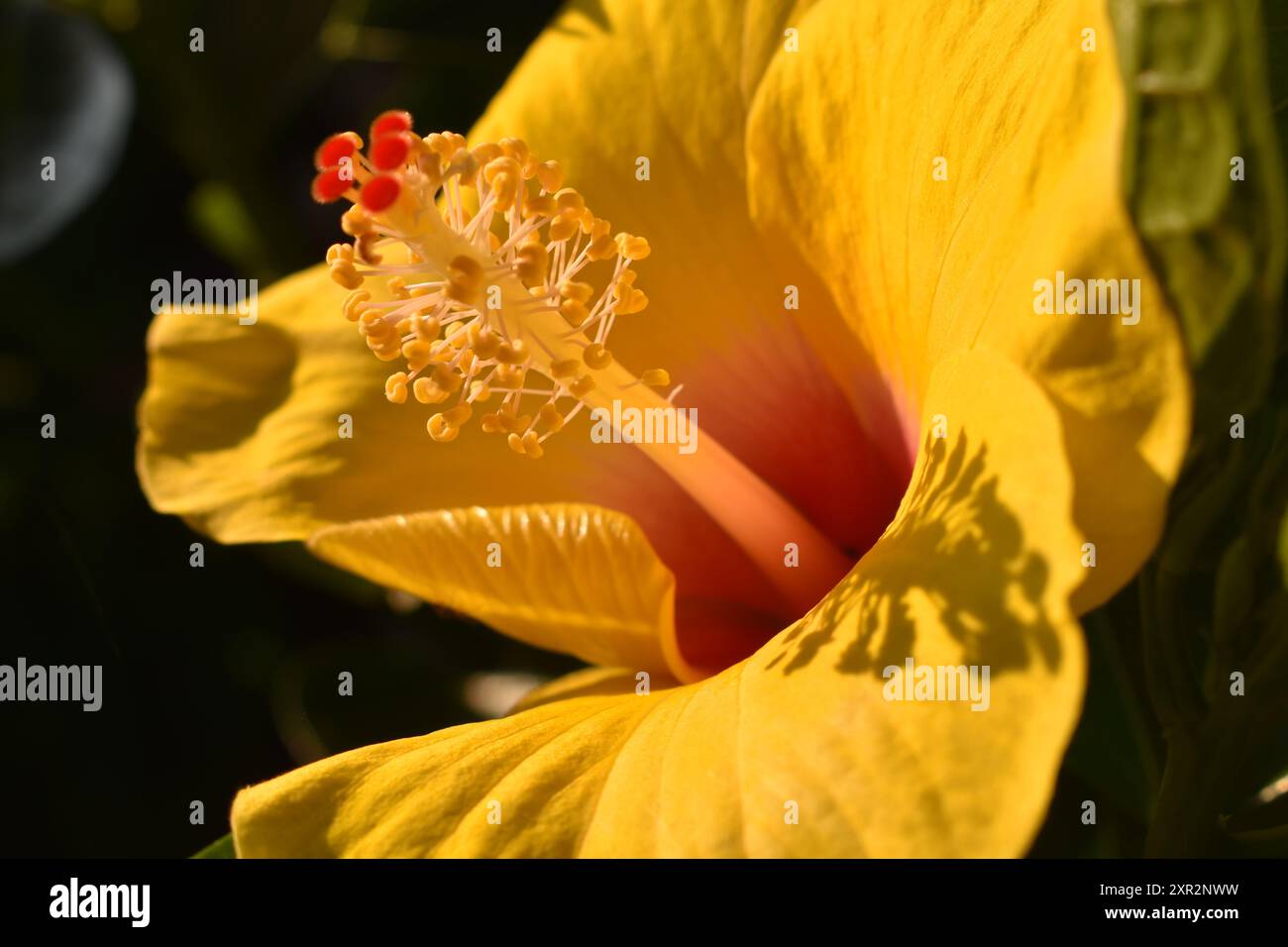 Pink hibiscus in the sun hi-res stock photography and images - Alamy