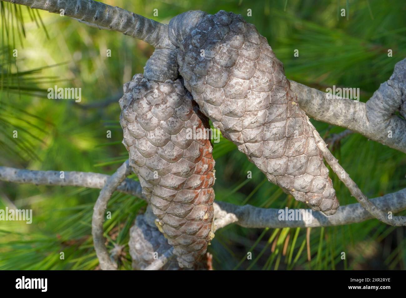 Pine tree forest vector hi-res stock photography and images - Alamy