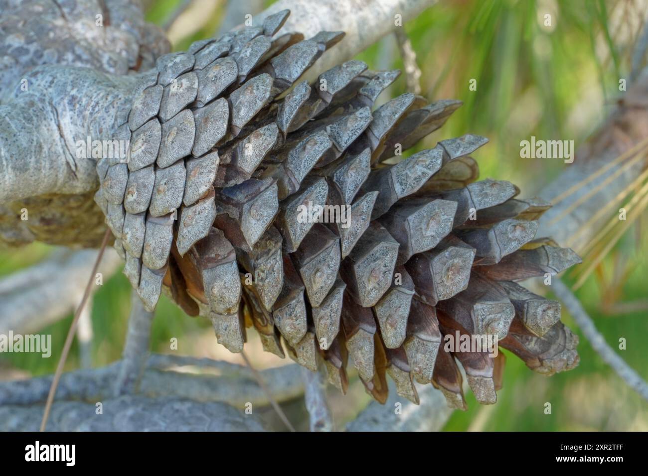 Half open pine cone hi-res stock photography and images - Alamy