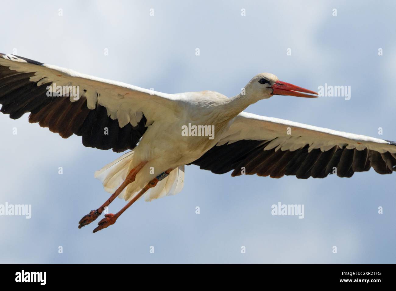 White Stork Close up in Flight, Sutton Courtenay, Oxon, UK Stock Photo ...