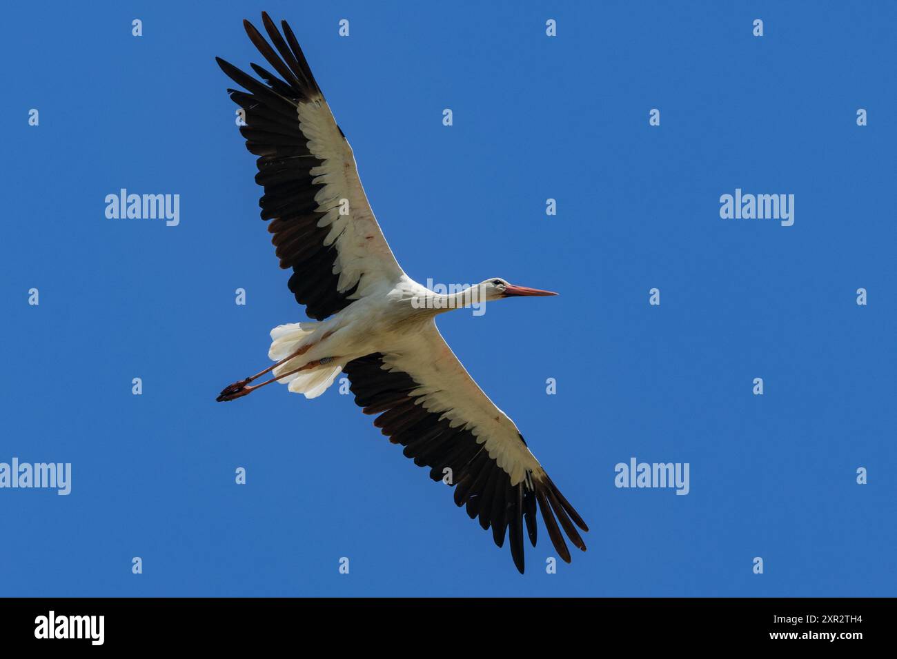 White Stork in Flight, Sutton Courtenay, Oxon, UK Stock Photo - Alamy