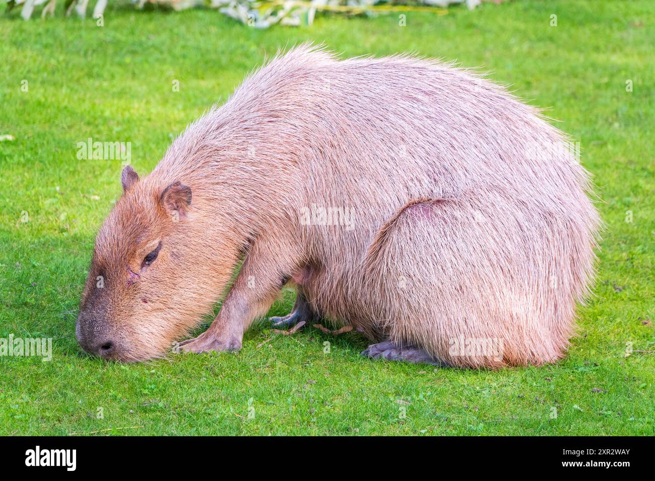 A large capybara lies on the green grass in the park. South American ...