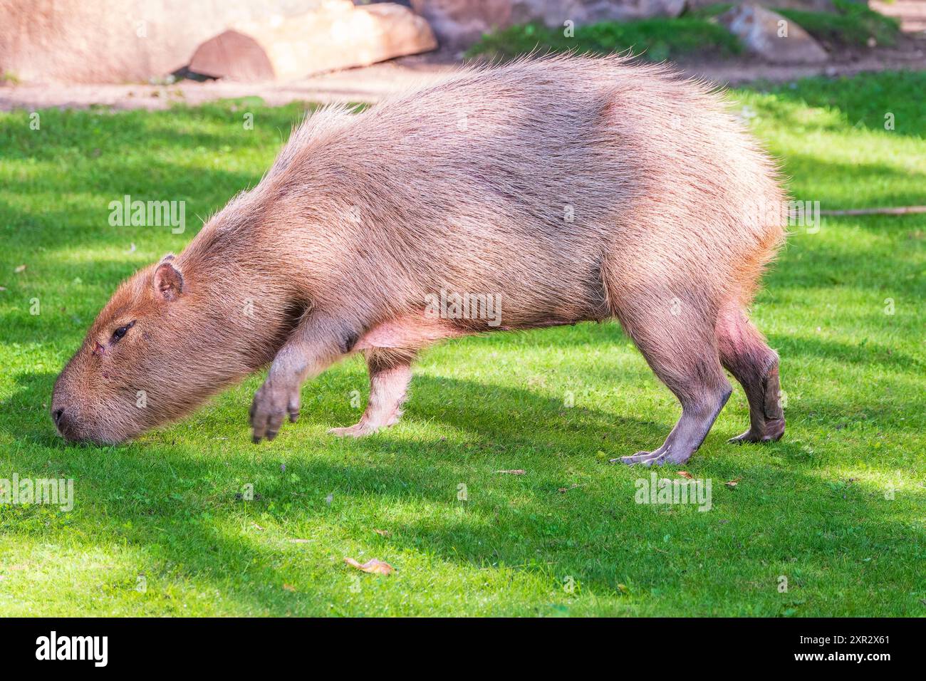 A large capybara walks on the green grass in the park. South American ...