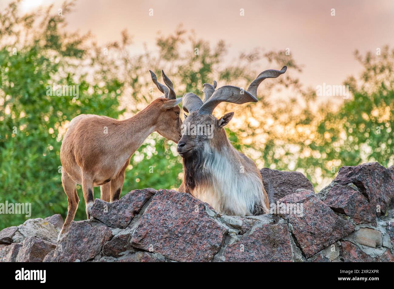 Markhor male and female on the rock. Latin name - Capra falconeri. Wild ...