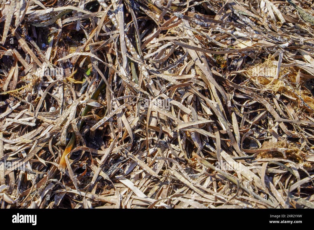Dry seaweed on the surface Stock Photo - Alamy