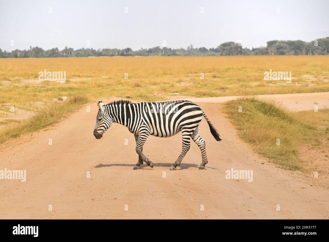 Love zebra crossing hi-res stock photography and images - Alamy
