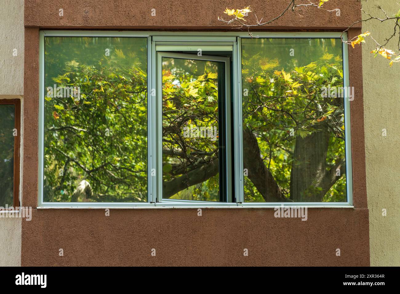 Reflection of Green Leafy Branches in Window Glass Frames: A Part of ...