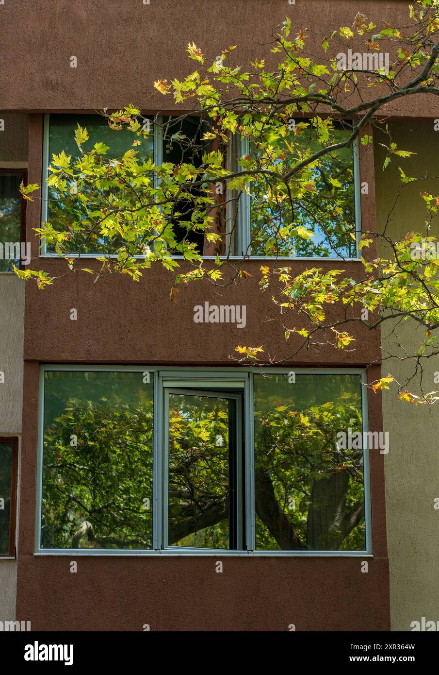 Reflection of Green Leafy Branches in Window Glass Frames: A Part of ...