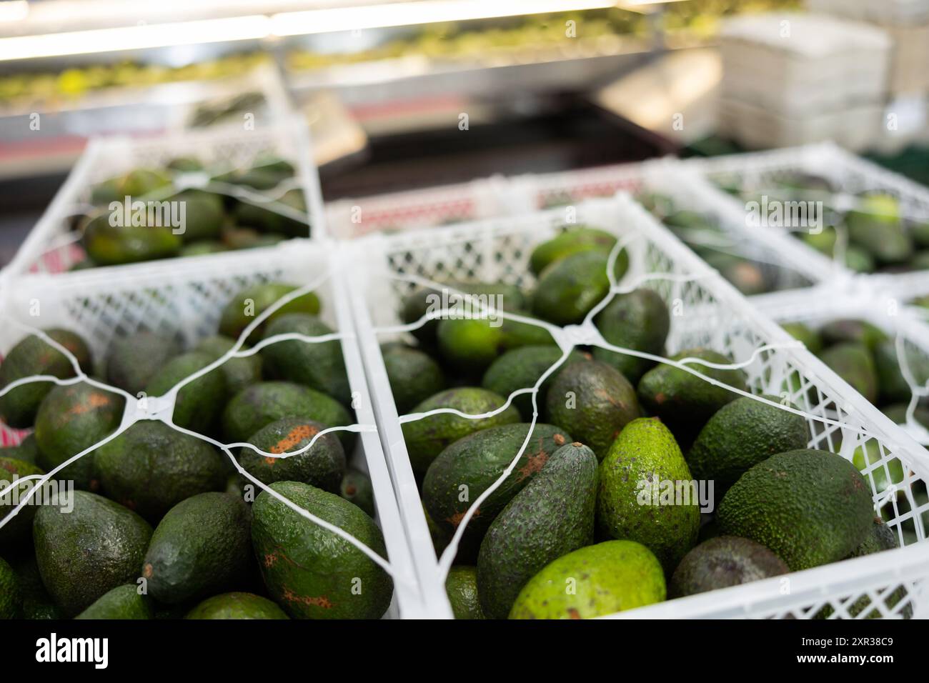 Fresh fruit avocado in crates after packaging, warehouse at mango ...
