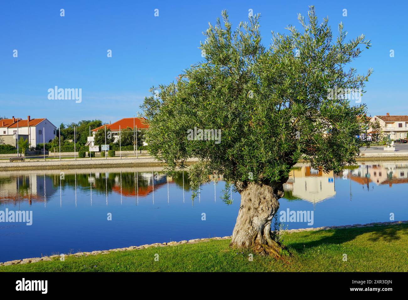 Natural olive tree view hi-res stock photography and images - Alamy