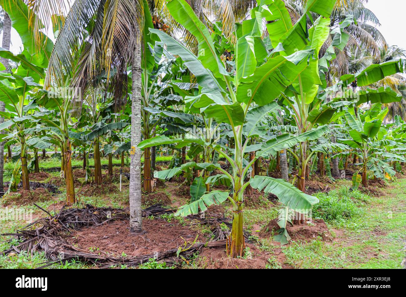 Intercropping - Coconut and Banana (Integrated farming Stock Photo - Alamy