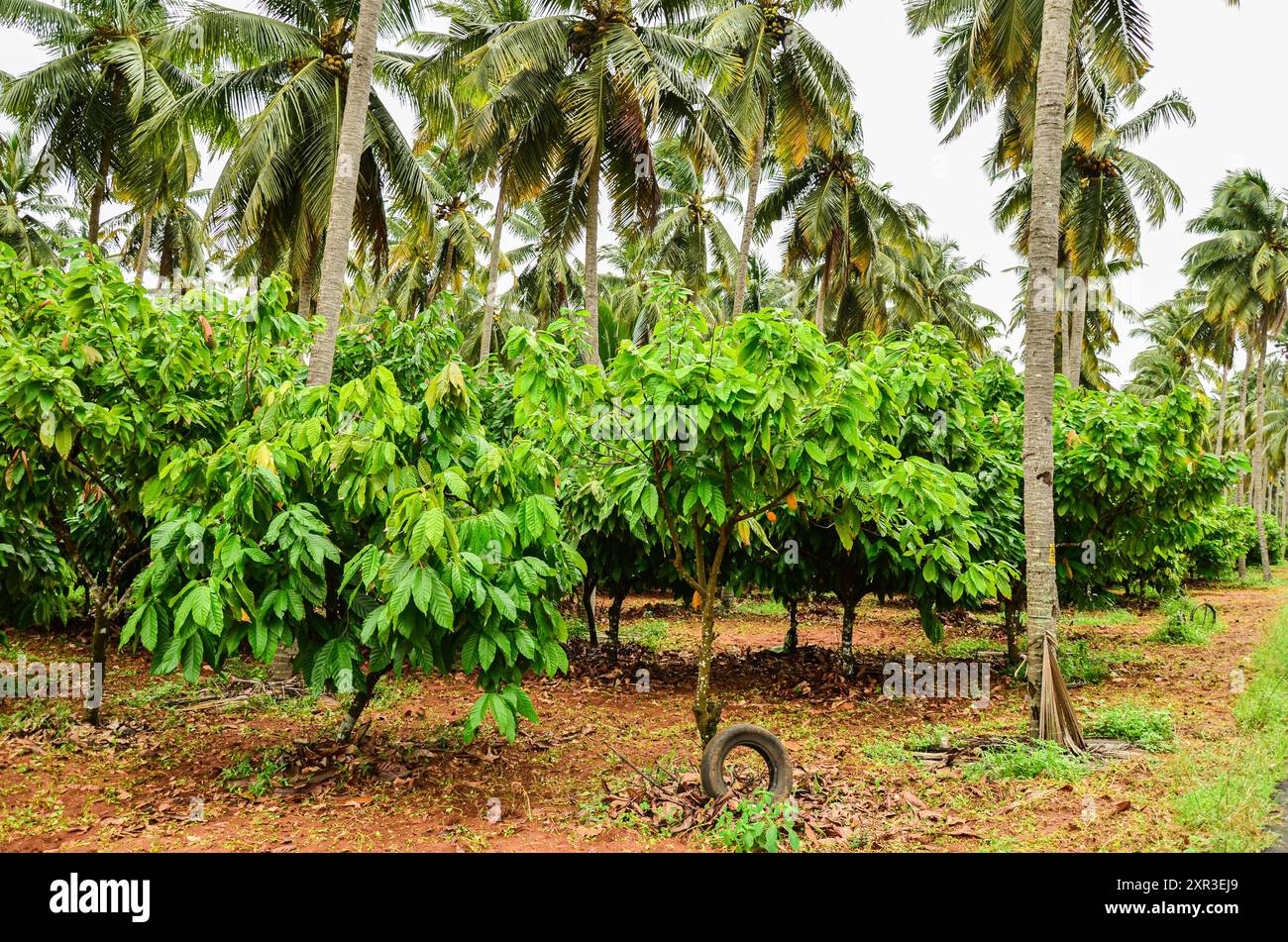 Intercropping - Coconut and Cocoa(Integrated farming Stock Photo - Alamy