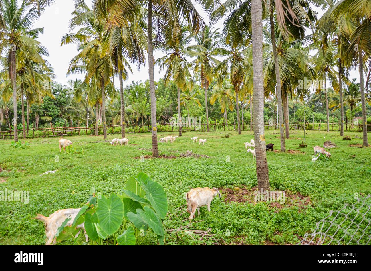 Coconut and goat farming (Integrated farming Stock Photo - Alamy Coconut and goat farming (Integrated farming Stock Photo - Alamy