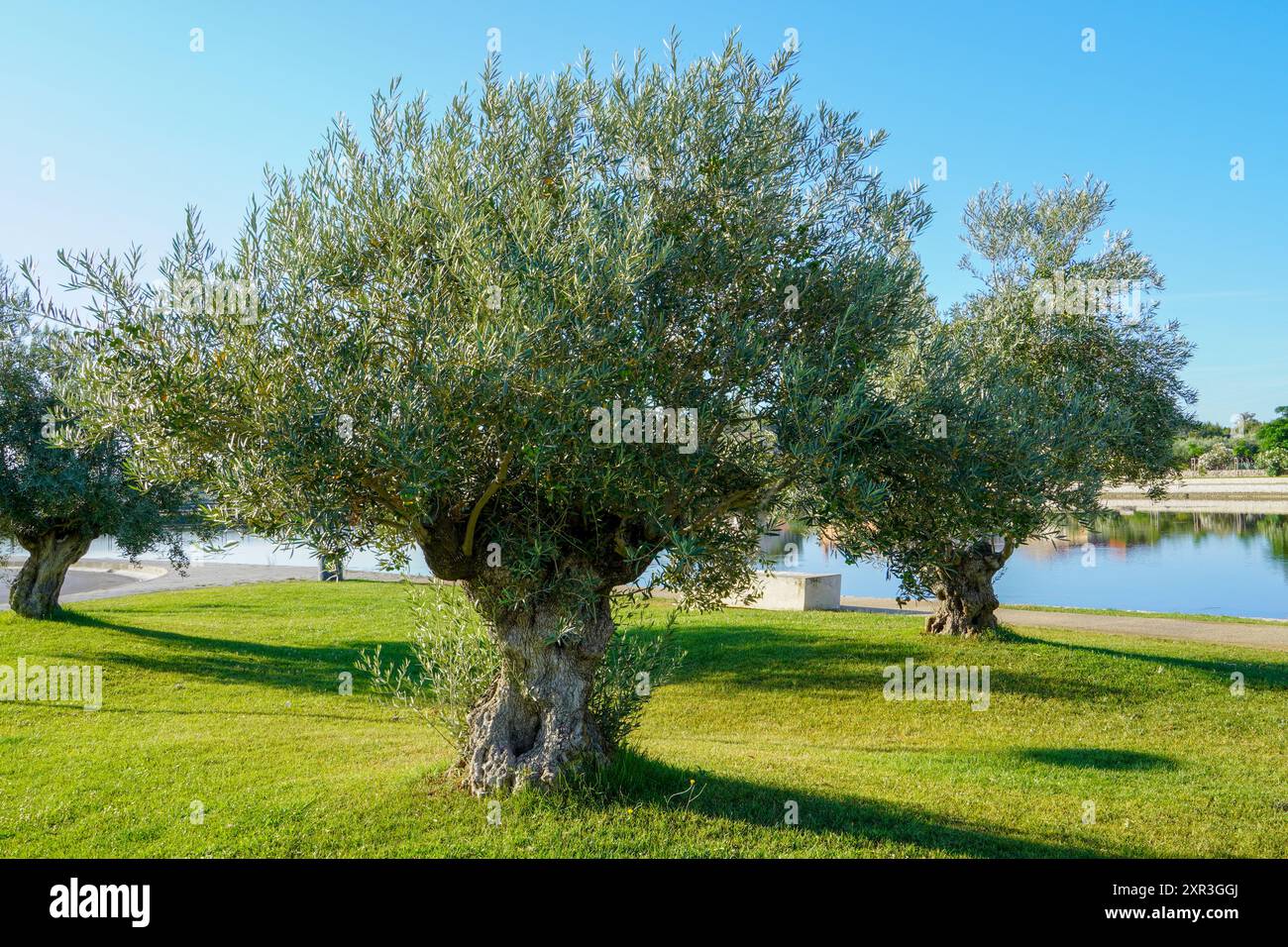 A large and old olive tree in the Mediterranean Stock Photo - Alamy