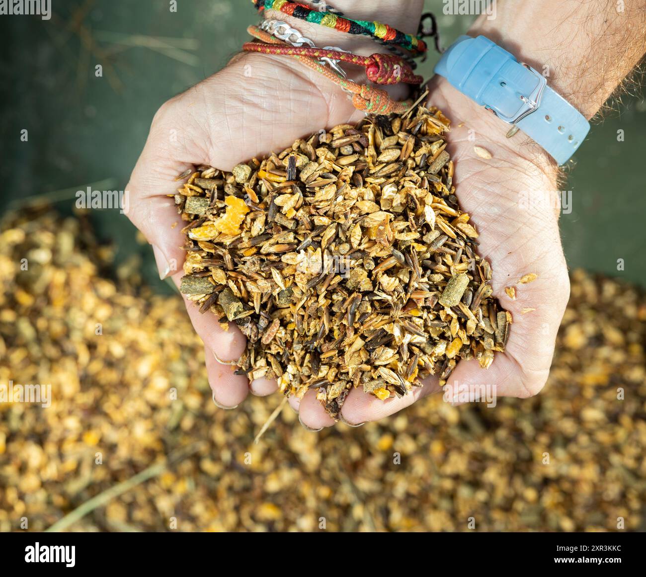 Compound feed hi-res stock photography and images - Alamy