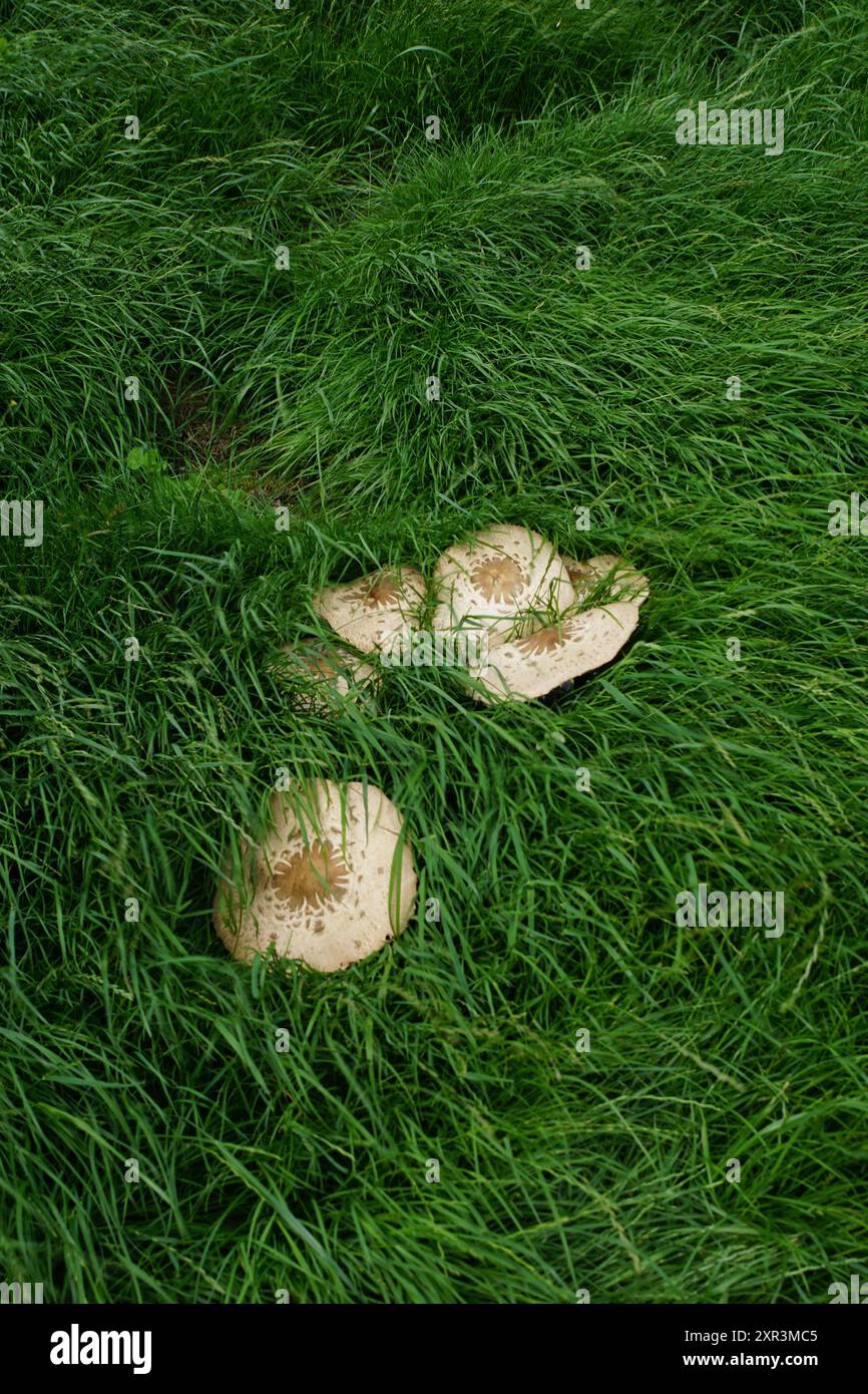 Chlorophyllum molybdites, known as the green-spored parasol, false ...