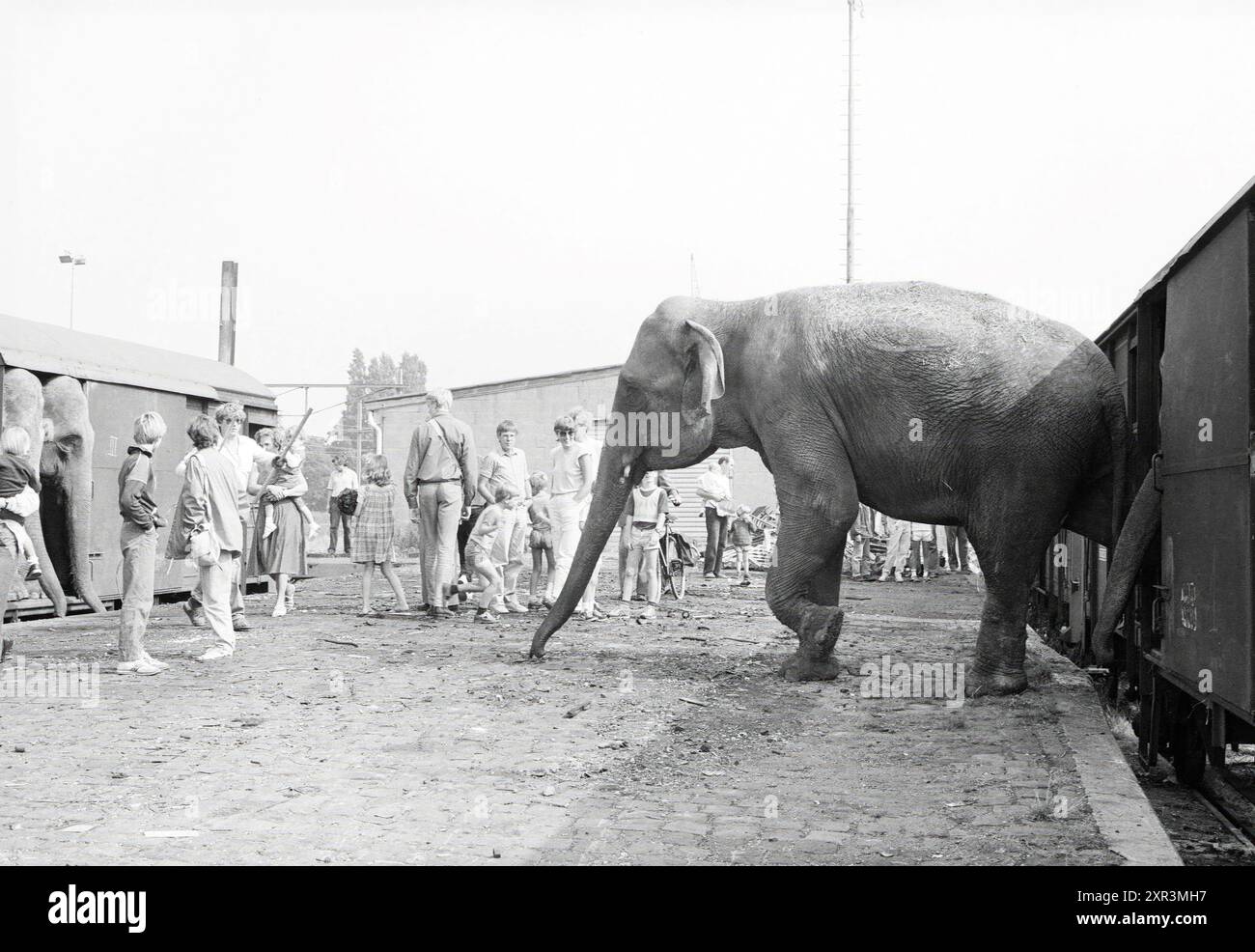 Althoff elephant circus hi-res stock photography and images - Alamy