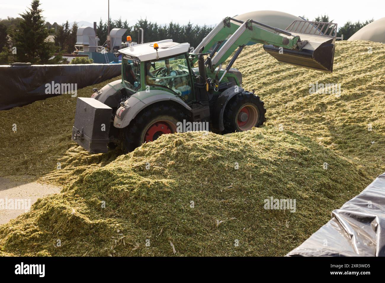 Harvesting of silage Stock Photo - Alamy
