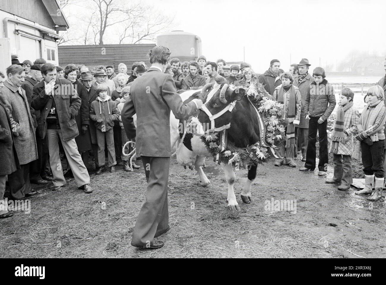Cow that gave 100,000 liters of milk at the Ruiter family, Livestock ...