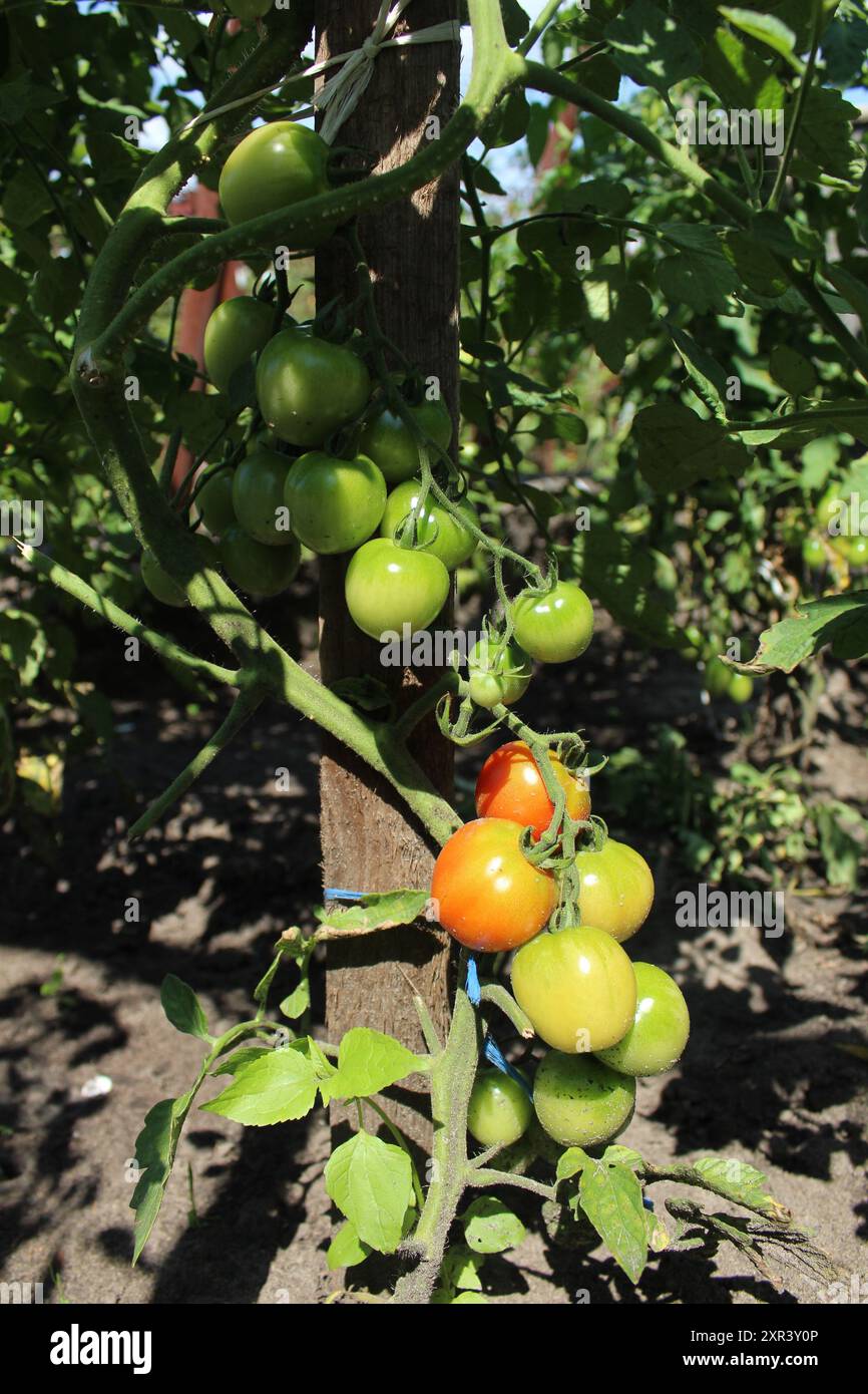Field tomato open hi-res stock photography and images - Alamy