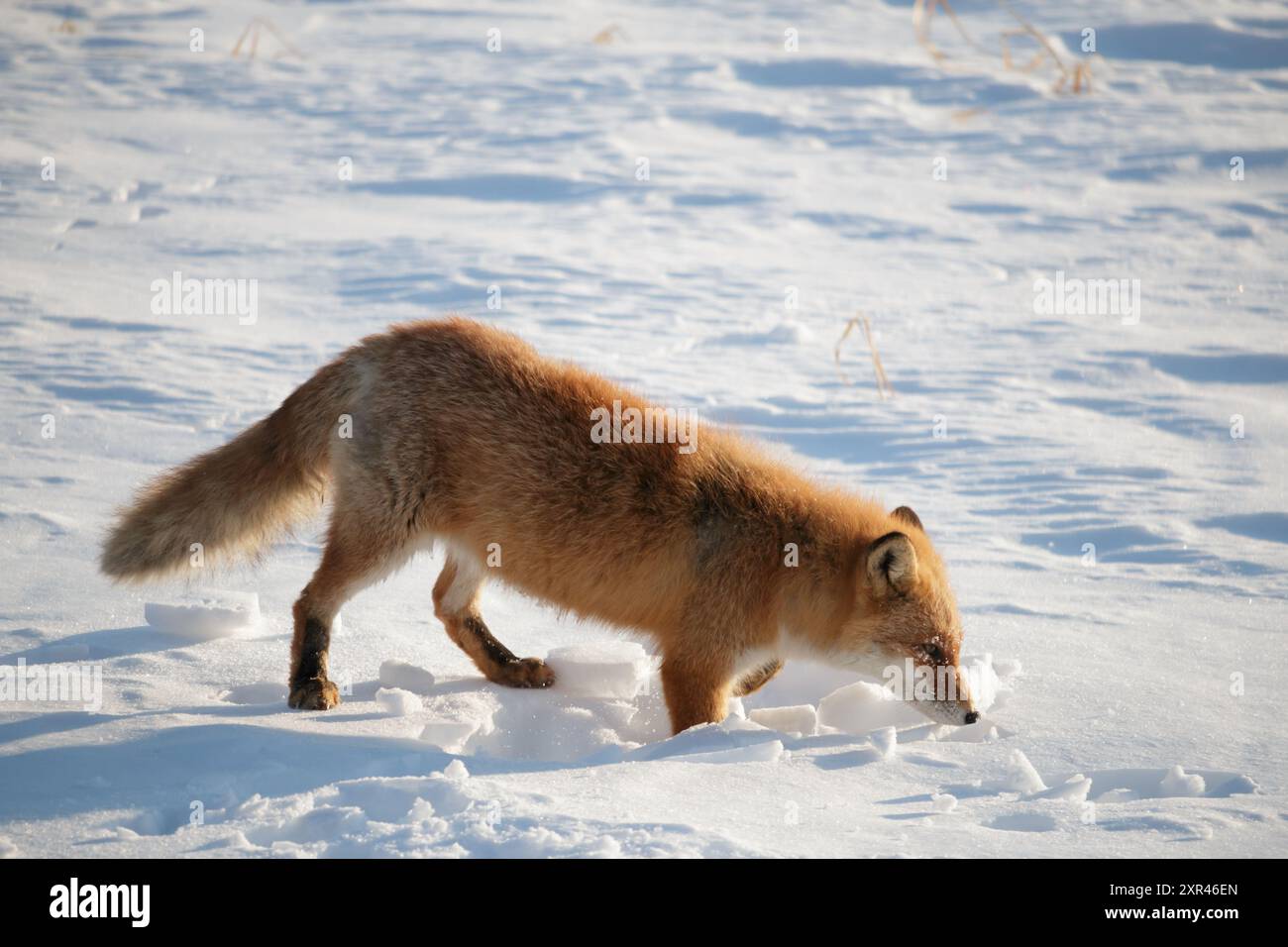 Hokkaido red fox sniffing winter snow while hunting Stock Photo - Alamy