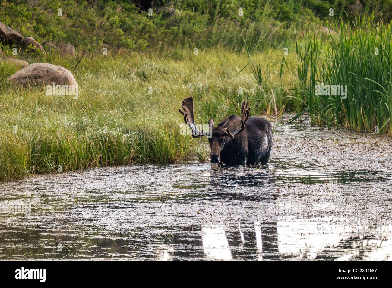 Bull Moose Looking at the Camera in Rocky Mountain National Park Stock ...