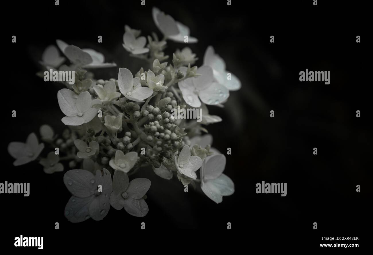 Timeless elegance: A black and white capture of a hydrangea bloom ...