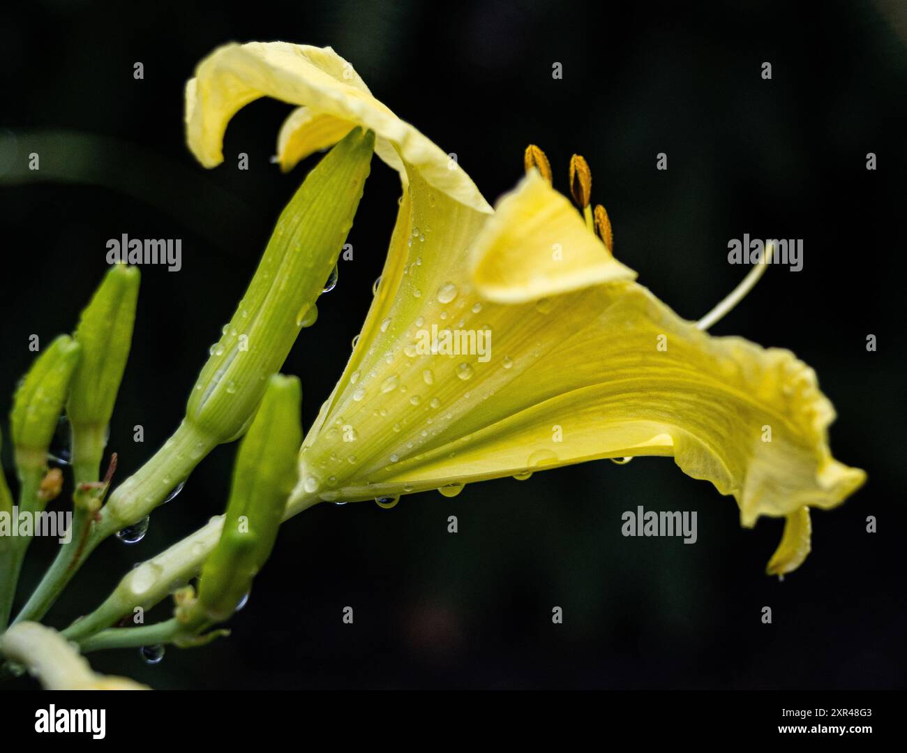 Radiant yellow day lily in full bloom, capturing the vibrant essence of ...