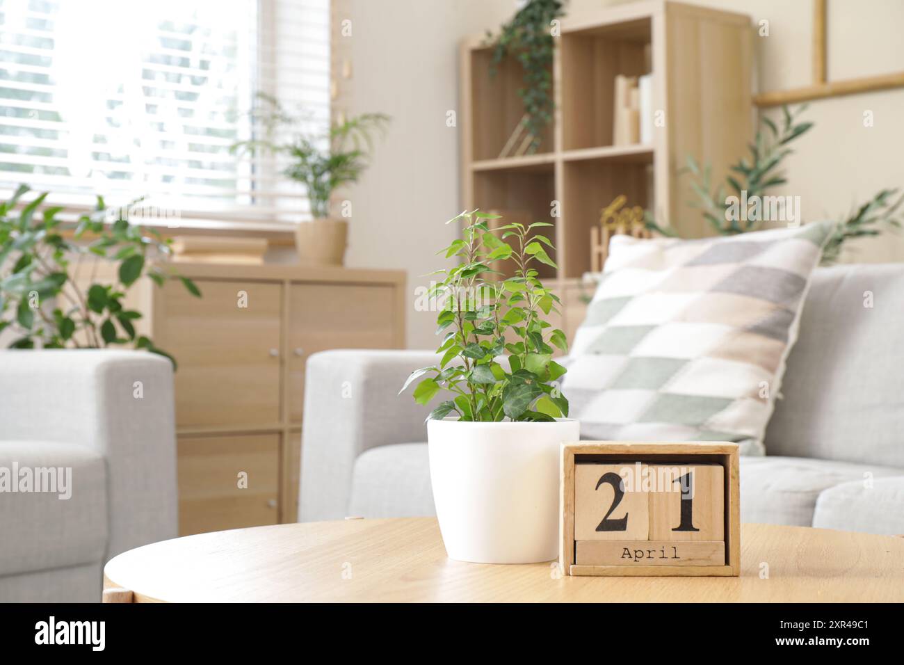 Interior of light living room with cozy sofa, calendar, houseplant and ...