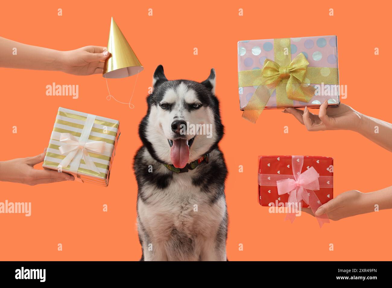 Cute husky dog and hands with gift boxes and party hat on orange ...