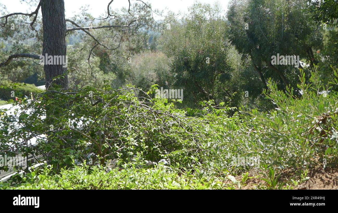 Los Angeles, California, USA 6th August 2024 9444 Director Roman ...